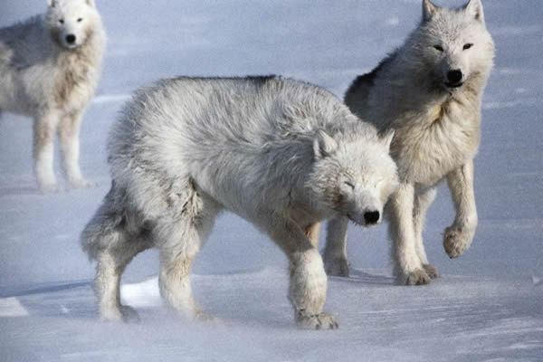 Дэвид Мич. Альфа-статус, доминантность и разделение труда в волчьей ...